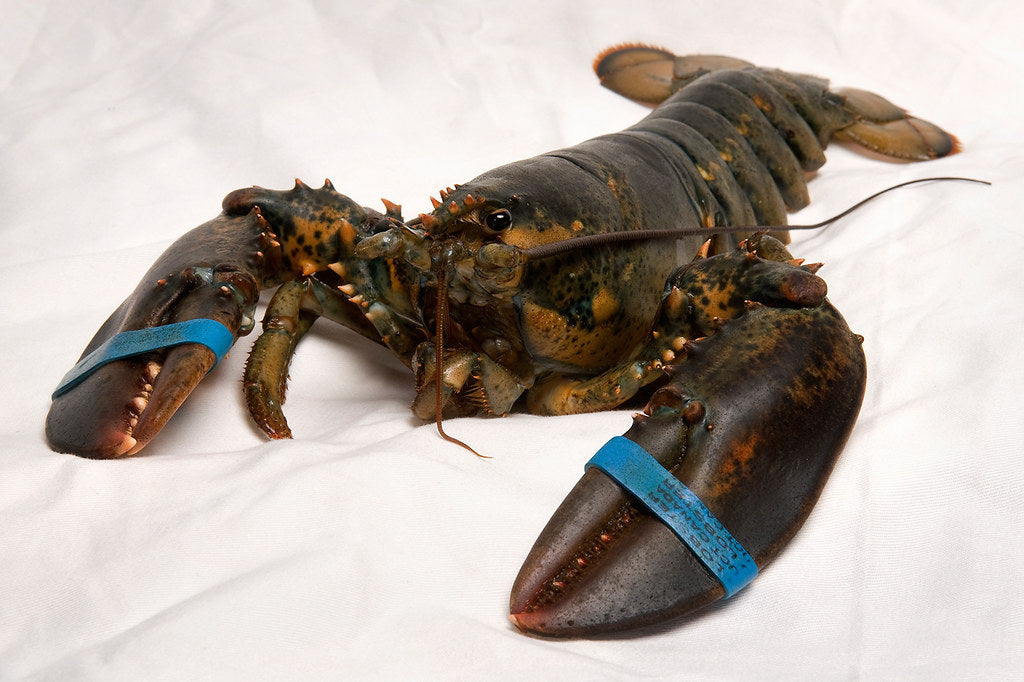 Live Atlantic Canadian Lobster - $19.85/lb. Price per Lobster – Ocean ...